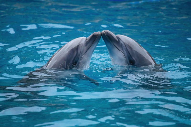 Couple of Dolphins Dancing in Blue Water Stock Image - Image of smile ...