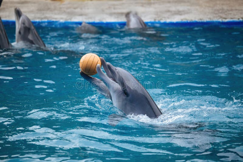Couple of Dolphins Dancing in Blue Water Stock Image - Image of ...