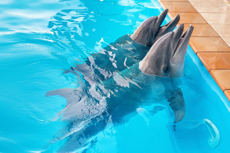 Couple dolphins stock photo. Image of couple, blue, dancing - 50313278