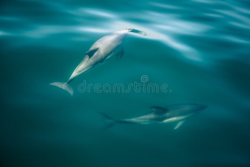 Couple of Dolphins stock photo. Image of fish, natural - 43143666