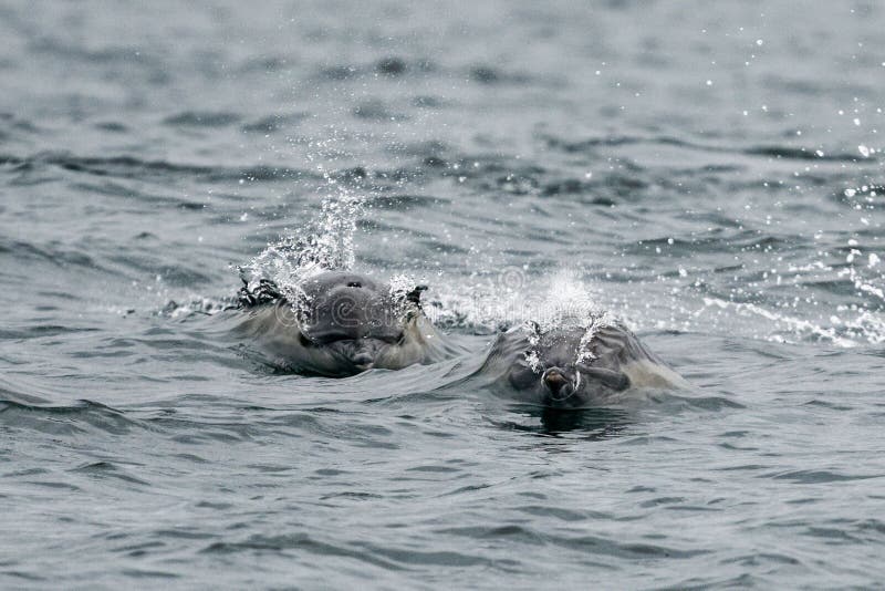 Couple of Dolphins Swimming in the Sea Stock Image - Image of wildlife ...