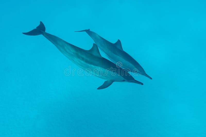 Couple of Dolphins in Tropical Sea Stock Image - Image of deep ...