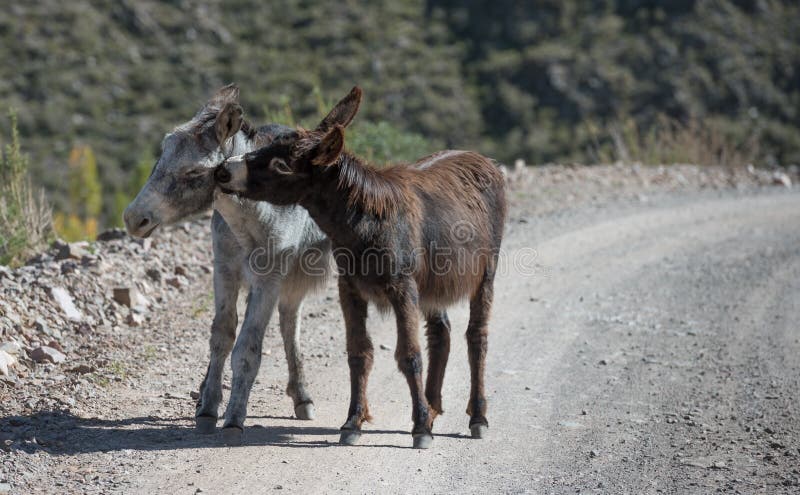 Couple of Donkeys in Love on the Road Stock Image - Image of farm ...