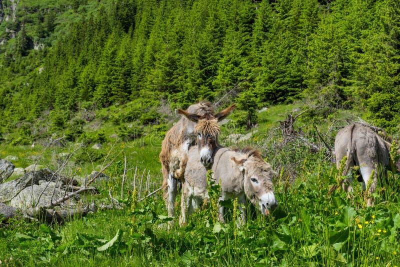 Couple of Donkeys Mating in the Mountains Stock Photo - Image of farm ...