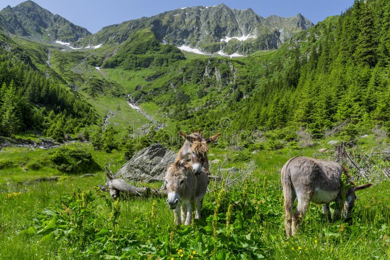 Couple of Donkeys Mating in the Mountains Stock Photo - Image of animal ...