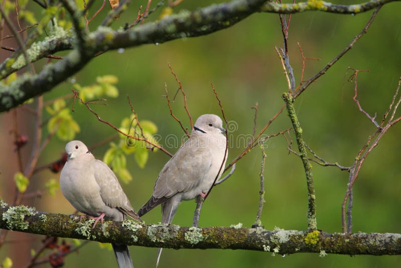Couple of dove stock photo. Image of fidelity, streptopelia - 83163558