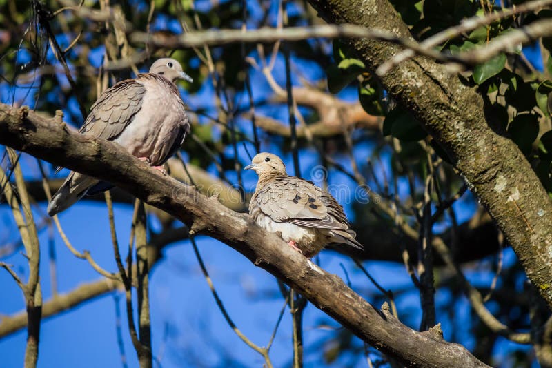 Couple dove on a branch stock photo. Image of sign, beak - 73163316