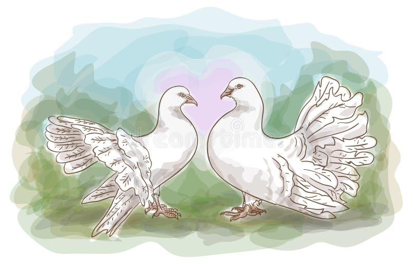 Couple of Doves Cuddle in Love Stock Illustration - Illustration of ...