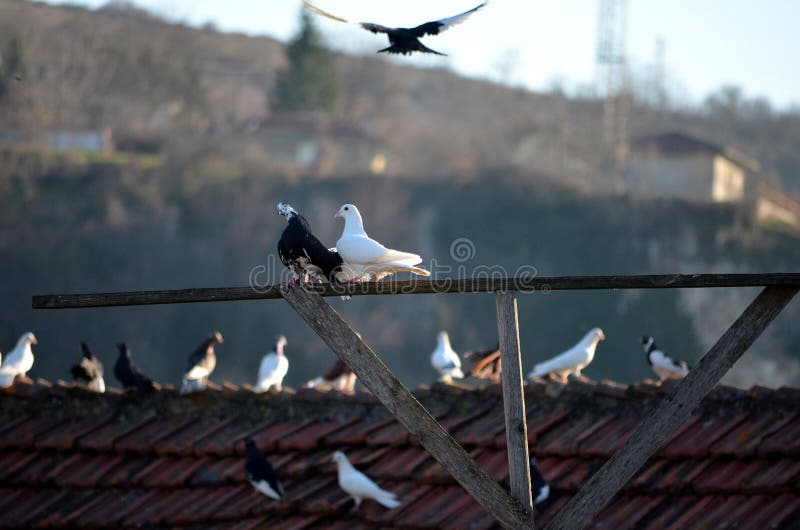 Couple doves stock image. Image of white, friends, doves - 49249685