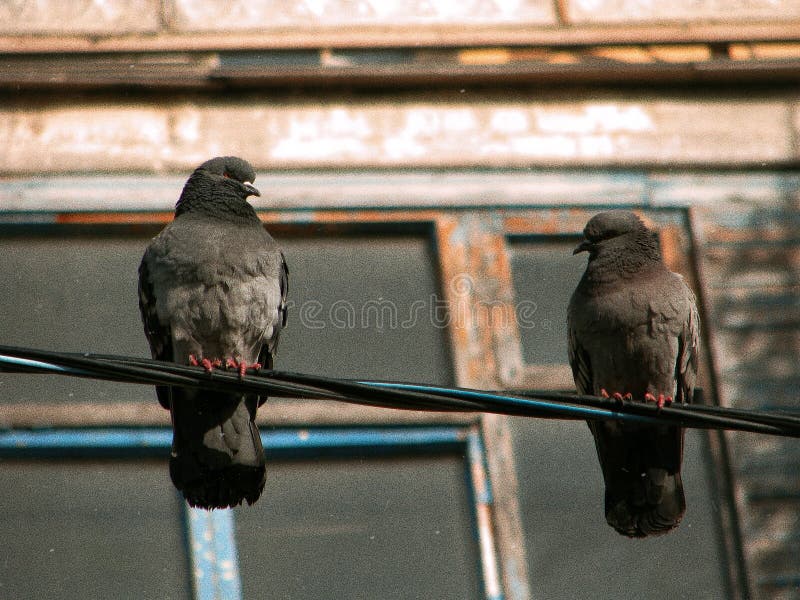 Couple of doves on wires stock photo. Image of doves - 188920378