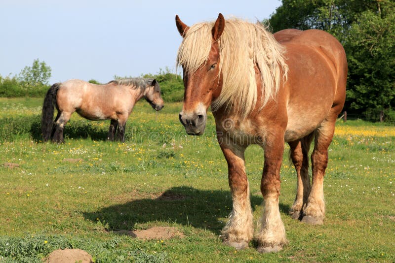 Dutch Draught Horse With Long Mane Running In Snow Stock Photo - Image ...