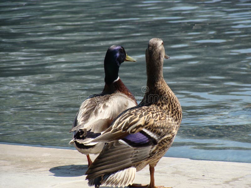 Couple of ducks stock image. Image of bond, paired, duck - 46116697