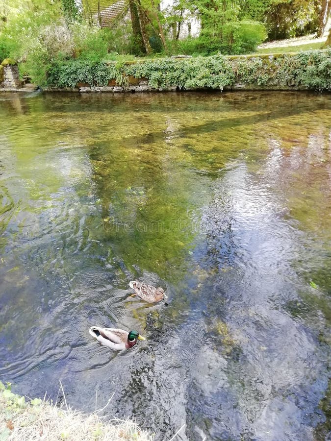 Couple of Duck River Lake Water Stock Image - Image of lake, duck ...