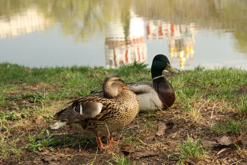 Couple of ducks stock image. Image of dabbling, floating - 19393169