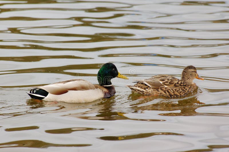 Couple of ducks stock image. Image of mallard, waterfowl - 4825151