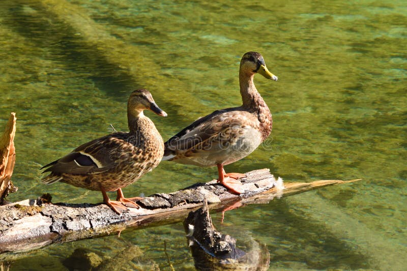 A Couple of Ducks stock photo. Image of bird, animal - 106267058