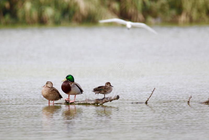 Couple Ducks and a Duckling Stock Image - Image of bird, birds: 130703735