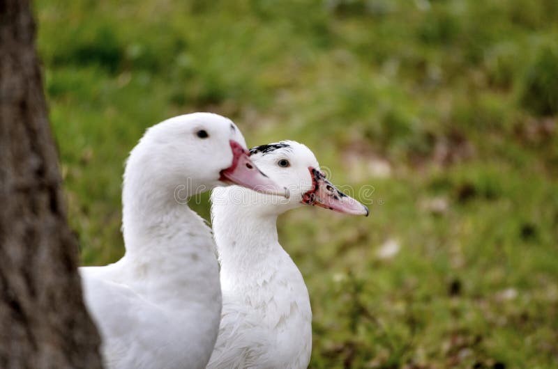 A Couple Of Ducks Staring At You Stock Image - Image of summer, white ...