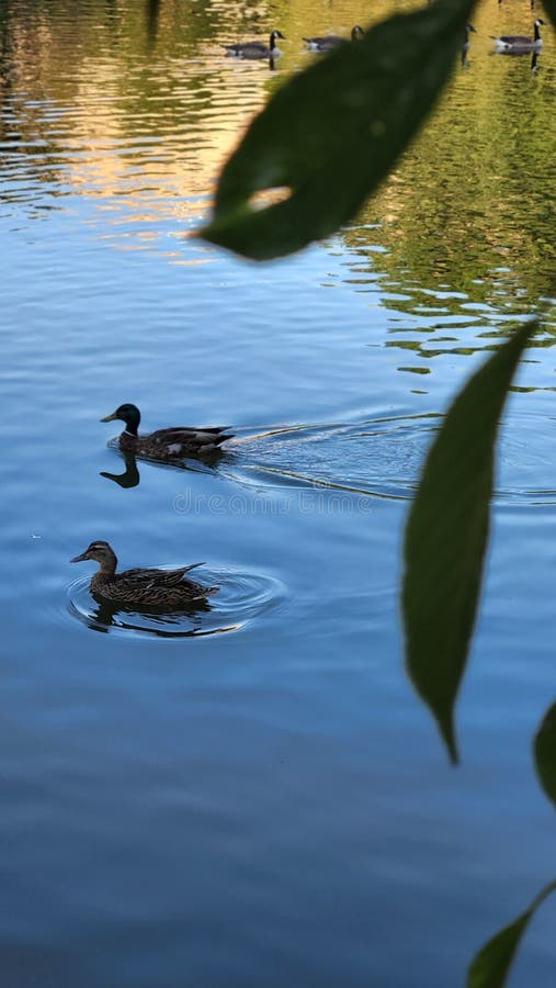 Couple ducks on a ride stock photo. Image of ducks, branch - 254862542