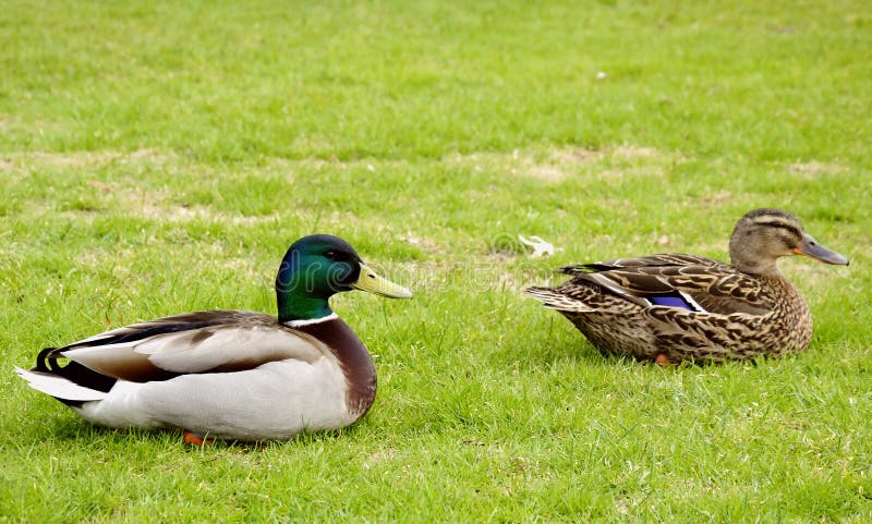 Couple of Ducks - Side View Stock Image - Image of male, beautiful ...