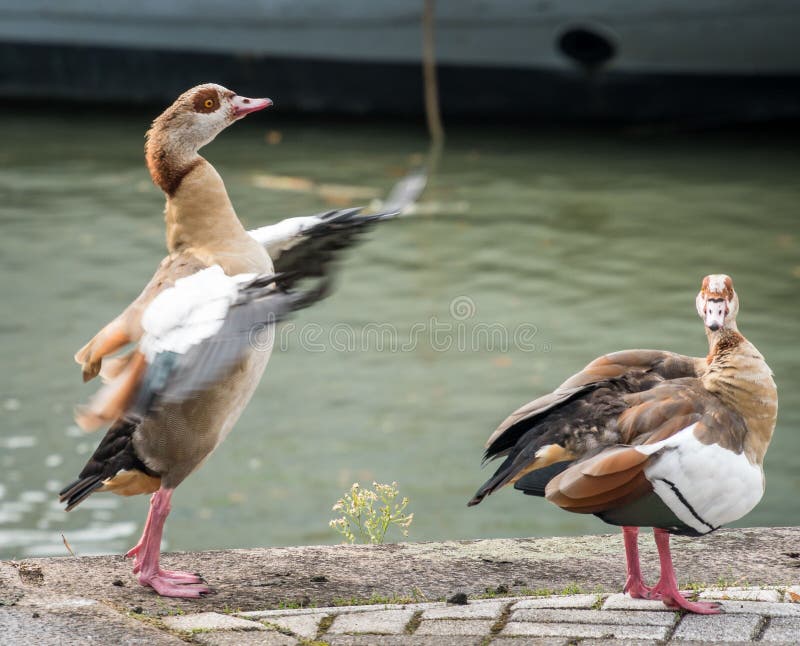 Couple of Egyptian Goose on the Ground Stock Image - Image of waterfowl ...