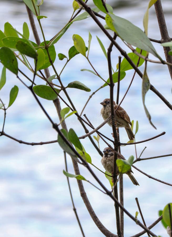 Eurasian Tree Sparrow Bird on Tree Branch Stock Image - Image of twig ... Eurasian Tree Sparrow Bird on Tree Branch Stock Image - Image of twig ...