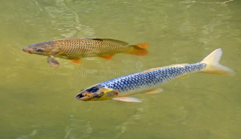 Couple of exotic carps stock photo. Image of lakes, textures - 62685890