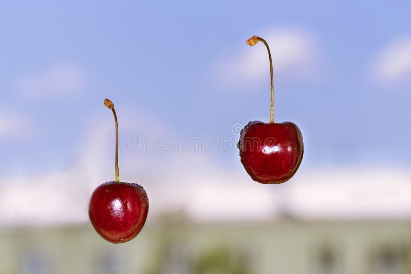 A Couple of Falling Red Cherries on the Blue Sky Background Stock Image ...