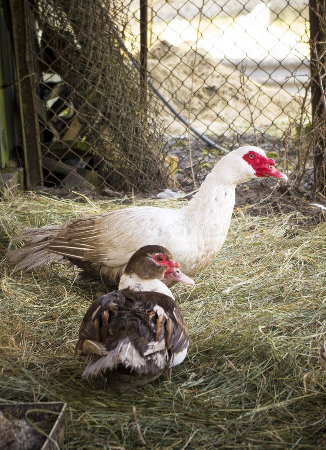 Farm ducks stock photo. Image of fluffy, farm, animals - 9209724