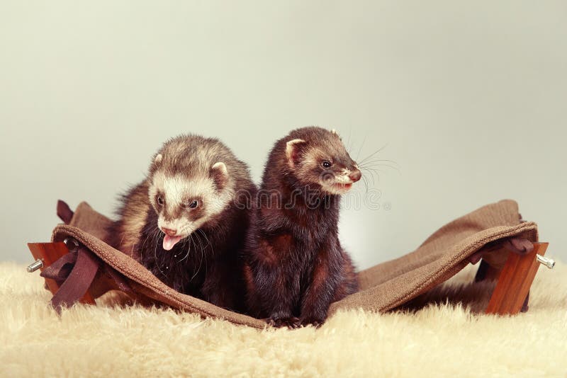 Couple of Ferrets Sitting on Tree and Enjoying Their Walk and Game in ...