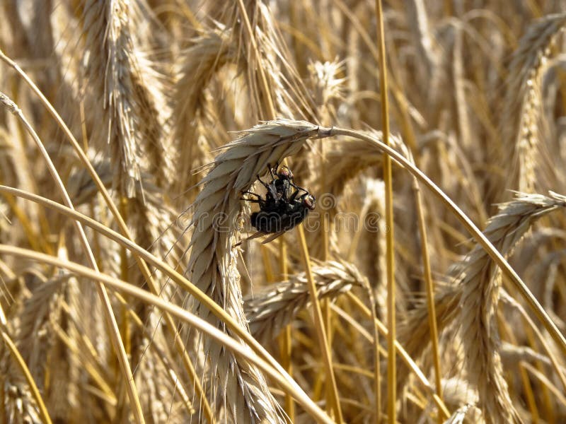 A couple of flies stock photo. Image of seed, country - 81282708