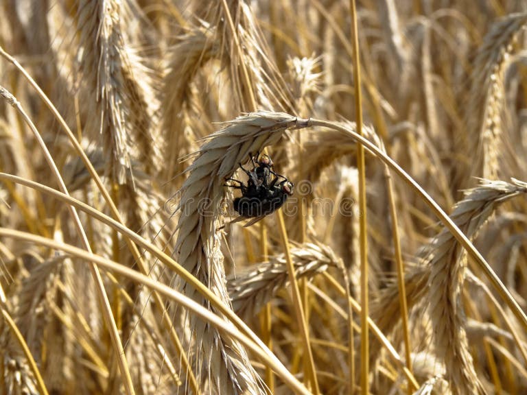 A couple of flies stock photo. Image of seed, country - 81282708