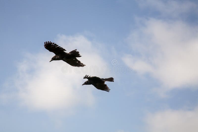A couple of flying crows stock photo. Image of wildlife - 255119602