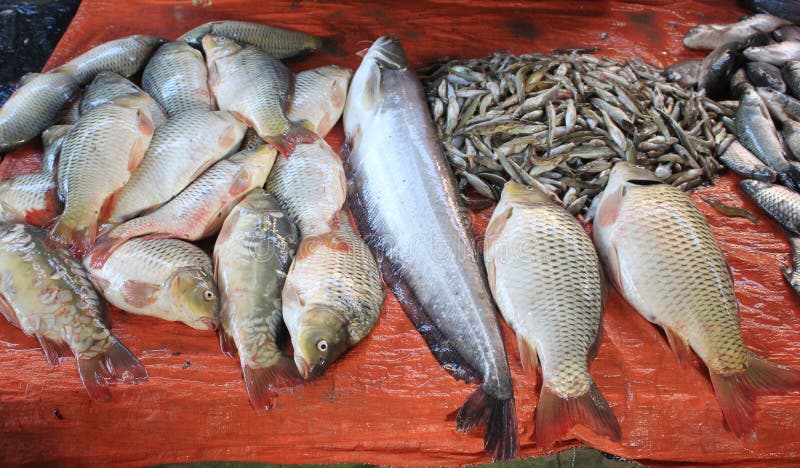Couple of Fresh Fish Carp. Catch of Carp Fishes Stock Image - Image of ...