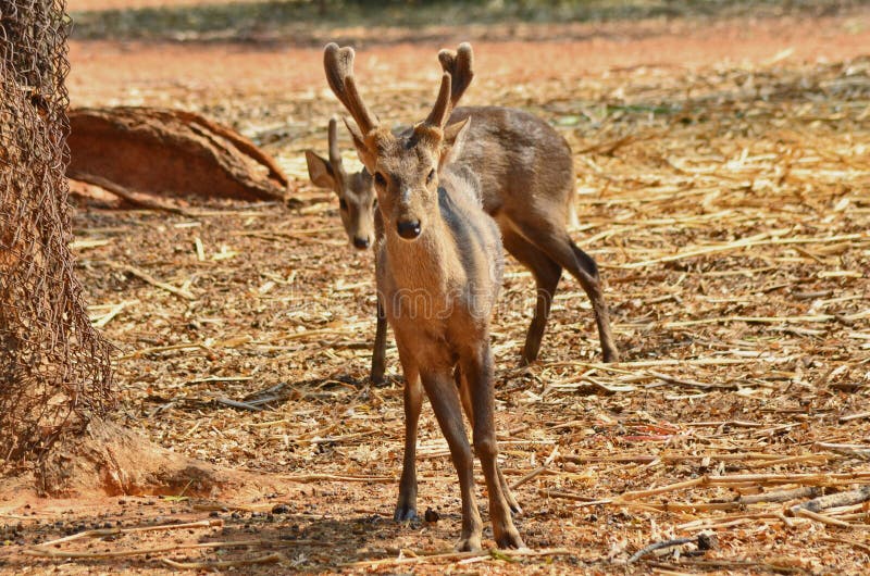 Frightened Roe Deer, Capreolus Capreolus, Buck Barking. Stock Photo ...