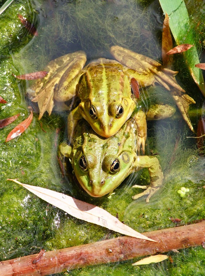 Couple of Frogs Joined Together in a Pond Stock Photo - Image of ...