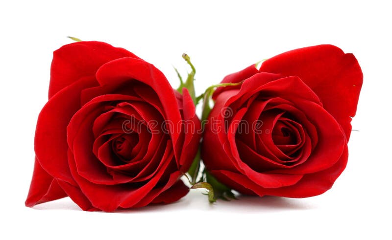 Couple gift roses stock photo. Image of floral, head - 48669398