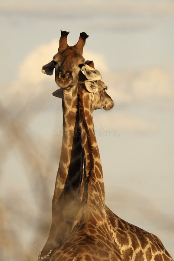 113 Giraffe Hug Stock Photos - Free & Royalty-Free Stock Photos from ...