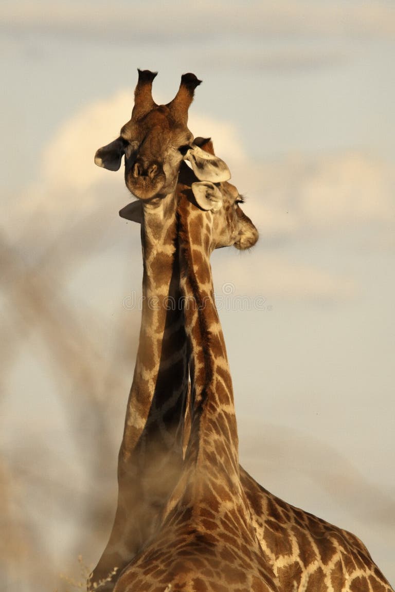 113 Giraffe Hug Stock Photos - Free & Royalty-Free Stock Photos from ...