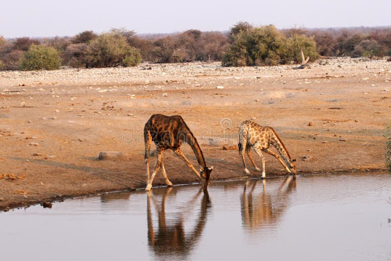 Couple of Giraffes Drinking Water from a Pond Stock Image - Image of ...