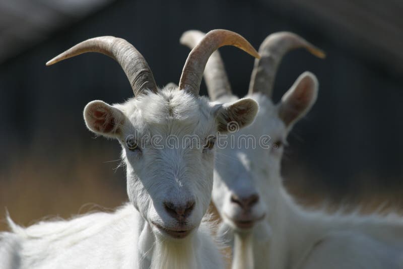 Couple of Goats stock image. Image of couple, domesticated - 12164211