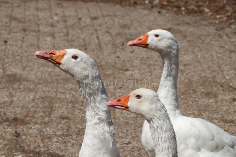 Two Goose Couple Of Wildlife Birds Animals Free In The Lake Outdoors ...