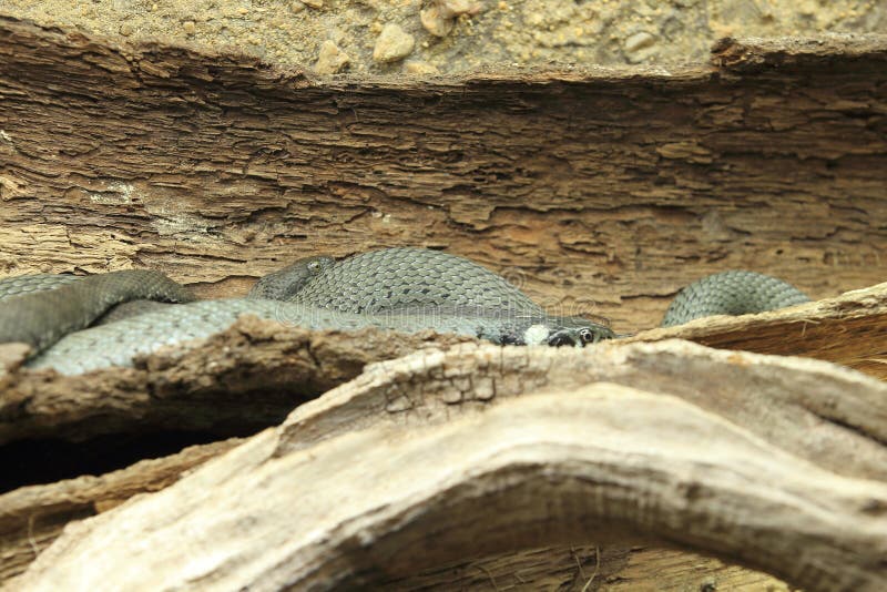 Grass snake stock photo. Image of eurasian, snakes, snake - 273091984