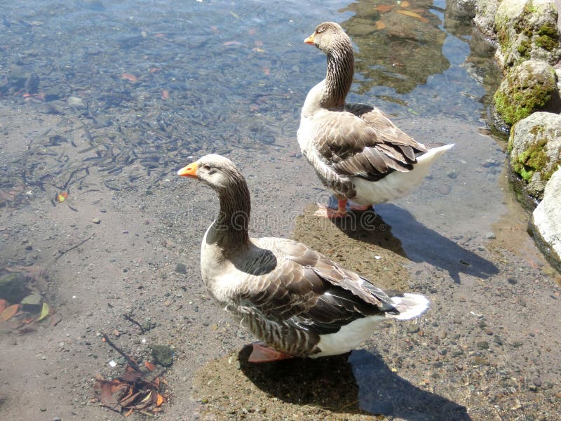 Couple of Graylag Geese Resting on the Lakeshore Stock Image - Image of ...