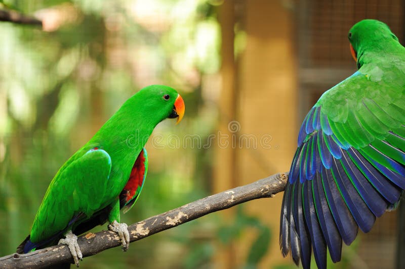 Couple Of Green Eclectus Parrots Stock Image - Image of wild, parrot ...