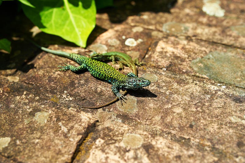 Green Gecko Lizard Eating Apple Core Stock Photo - Image of environment ...