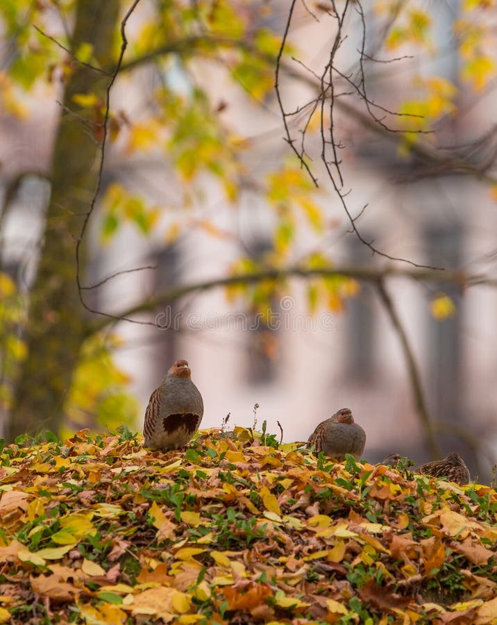 A Couple of the Grey Partridge Stock Photo - Image of color, cover ...
