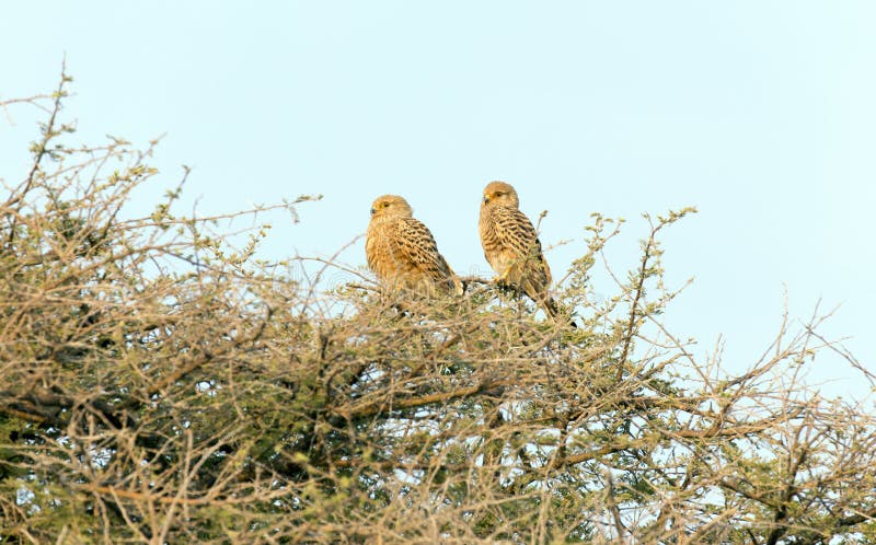 A couple of hawks stock photo. Image of birds, predator - 240209440