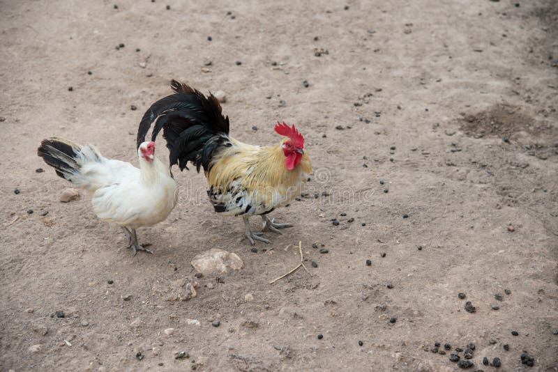 A Couple of Red Rooster and Black Hen is Courting and Finding for Food ...