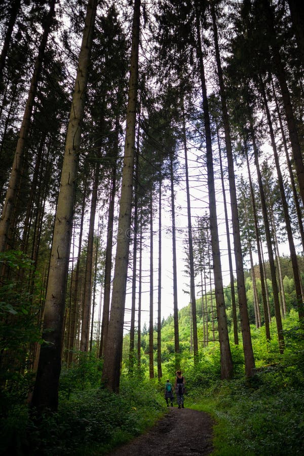 Hikers in a Forest with High Trees Stock Image - Image of couple ...